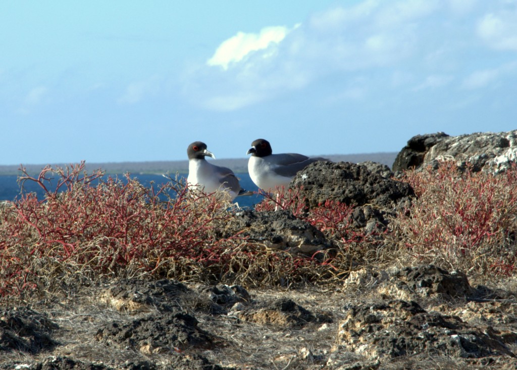South Plaza Island, Galápagos – FunBlog
