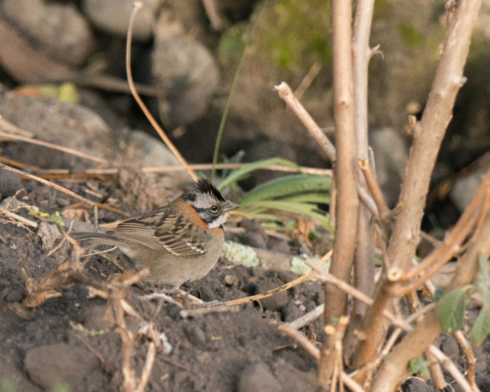 Birding in the Ecuadorian Andes–Birds of Quito – FunBlog