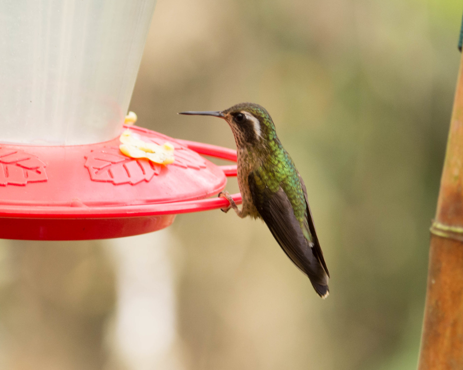Birding in the Ecuadorian Andes–San Isidro Reserve – FunBlog