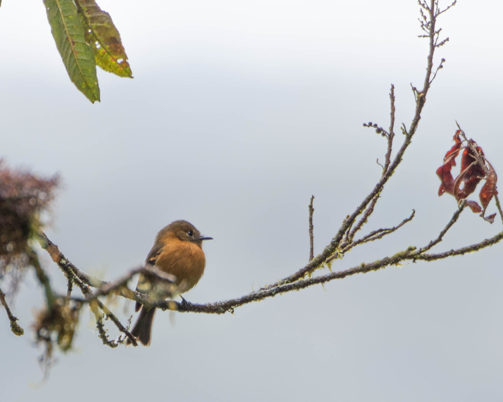 Birding in the Ecuadorian Andes–San Isidro Reserve – FunBlog